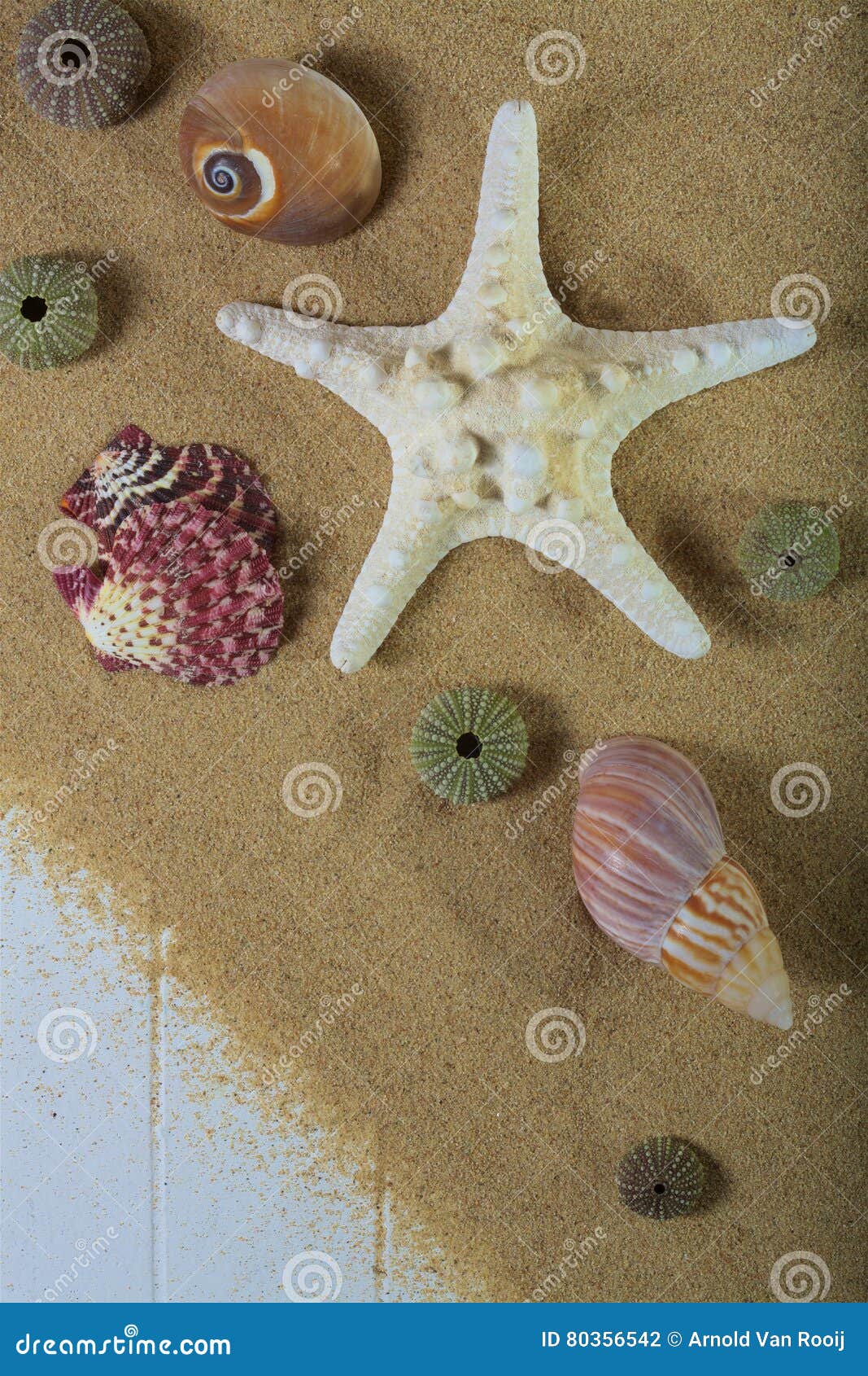 Seashells and Sea-star on Beach Stock Photo - Image of seashell, star ...