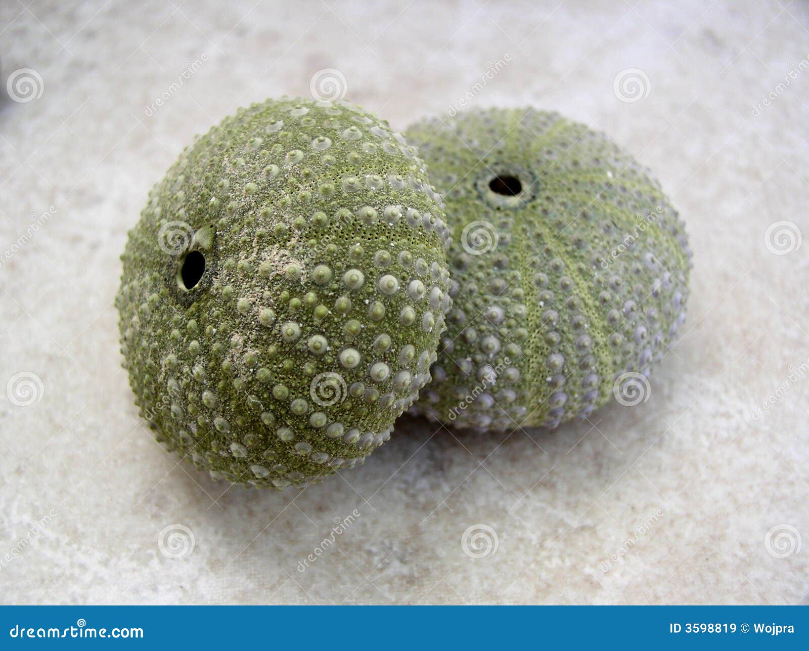 Seashells of sea urchin stock image. Image of shell, conch - 3598819