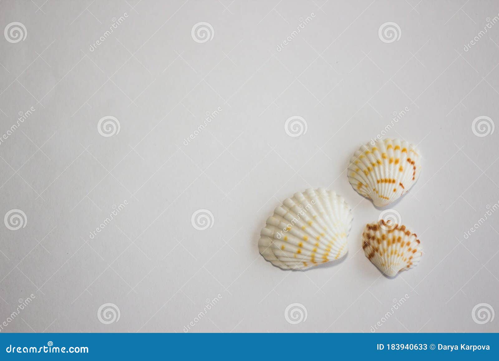 Seashells from the Sea on a White Background Stock Image - Image of ...