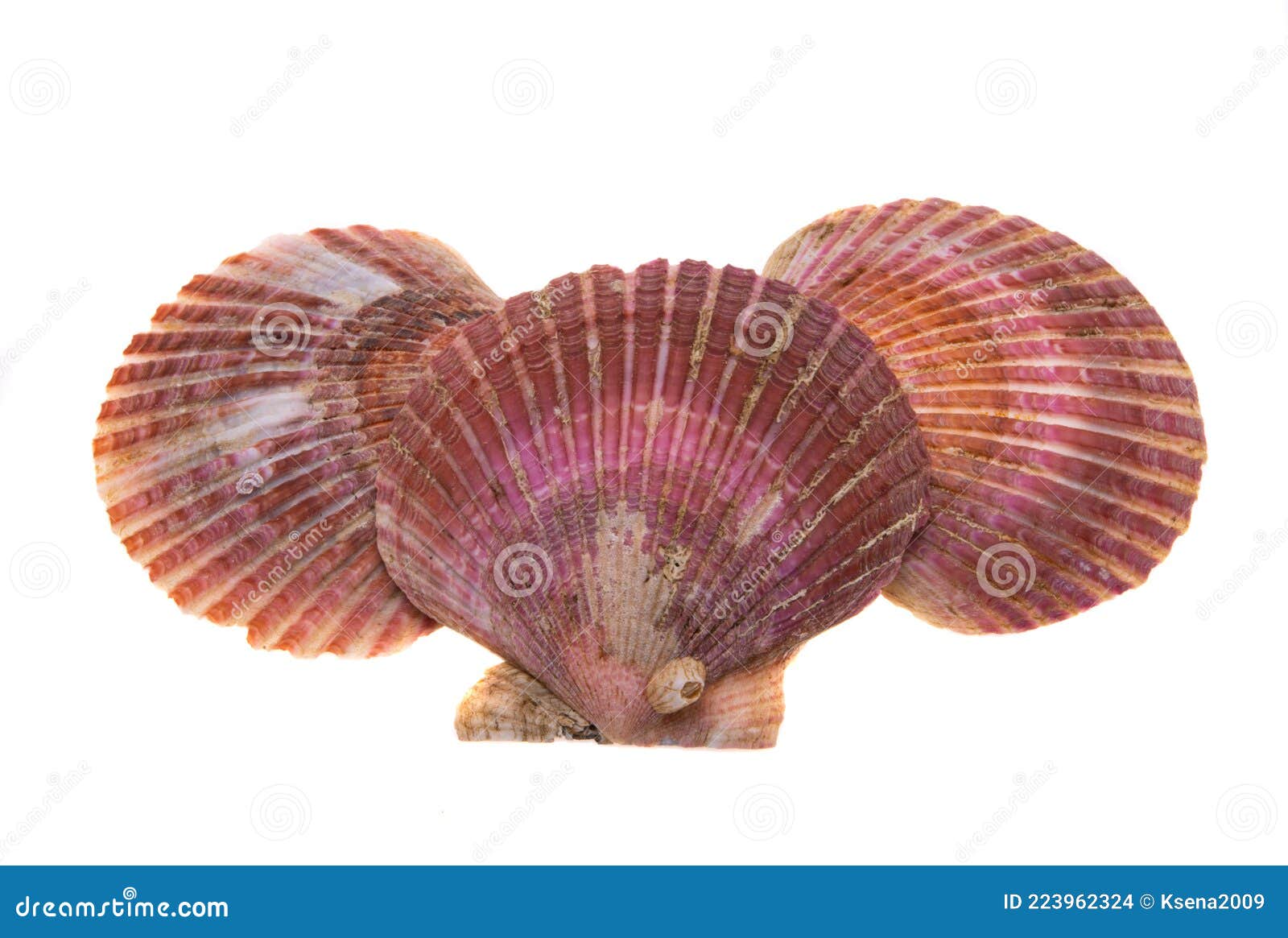 Seashells Seafood Food Isolated Stock Photo - Image of single, object ...