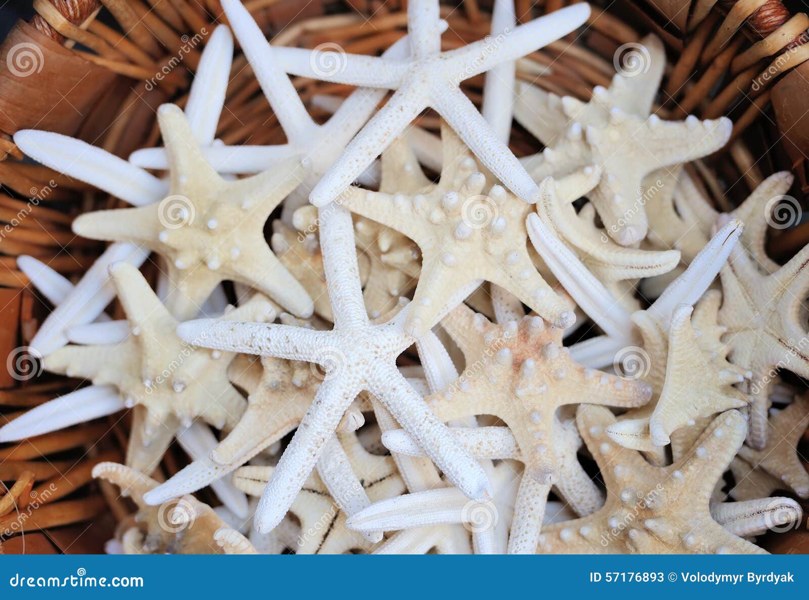 20,473 Sea Star Texture Stock Photos - Free & Royalty-Free Stock Photos ...