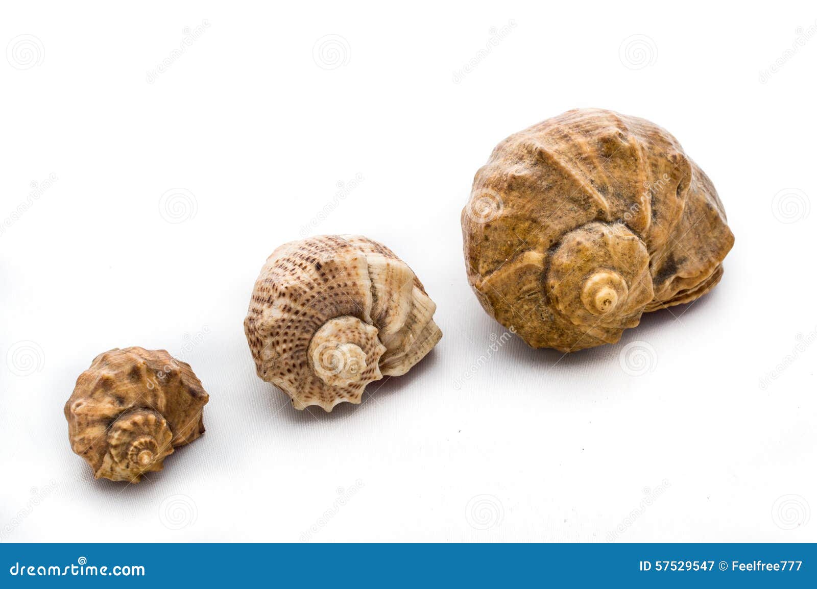 Seashells Isolated Object Photography Stock Image - Image of body ...
