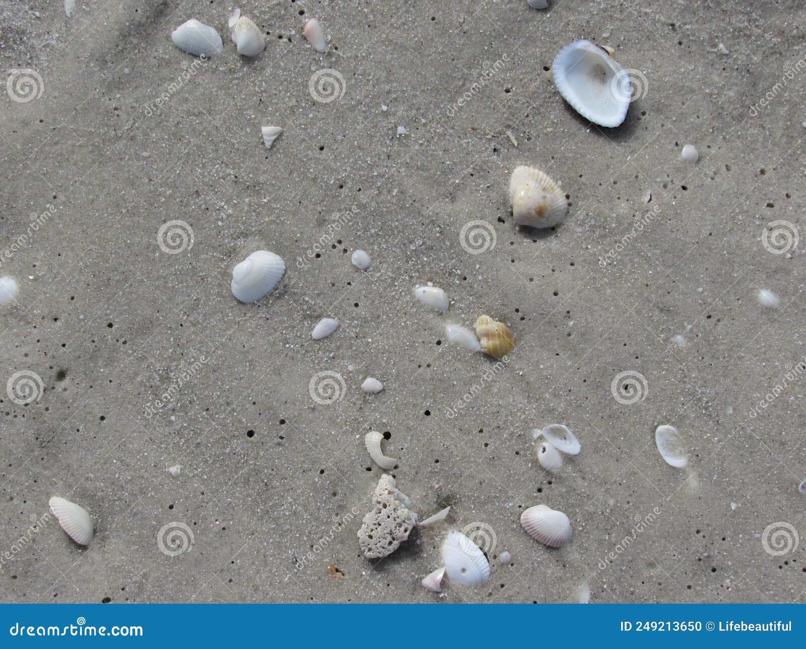 Seashells seashore stock photo. Image of wave, floor - 249213650
