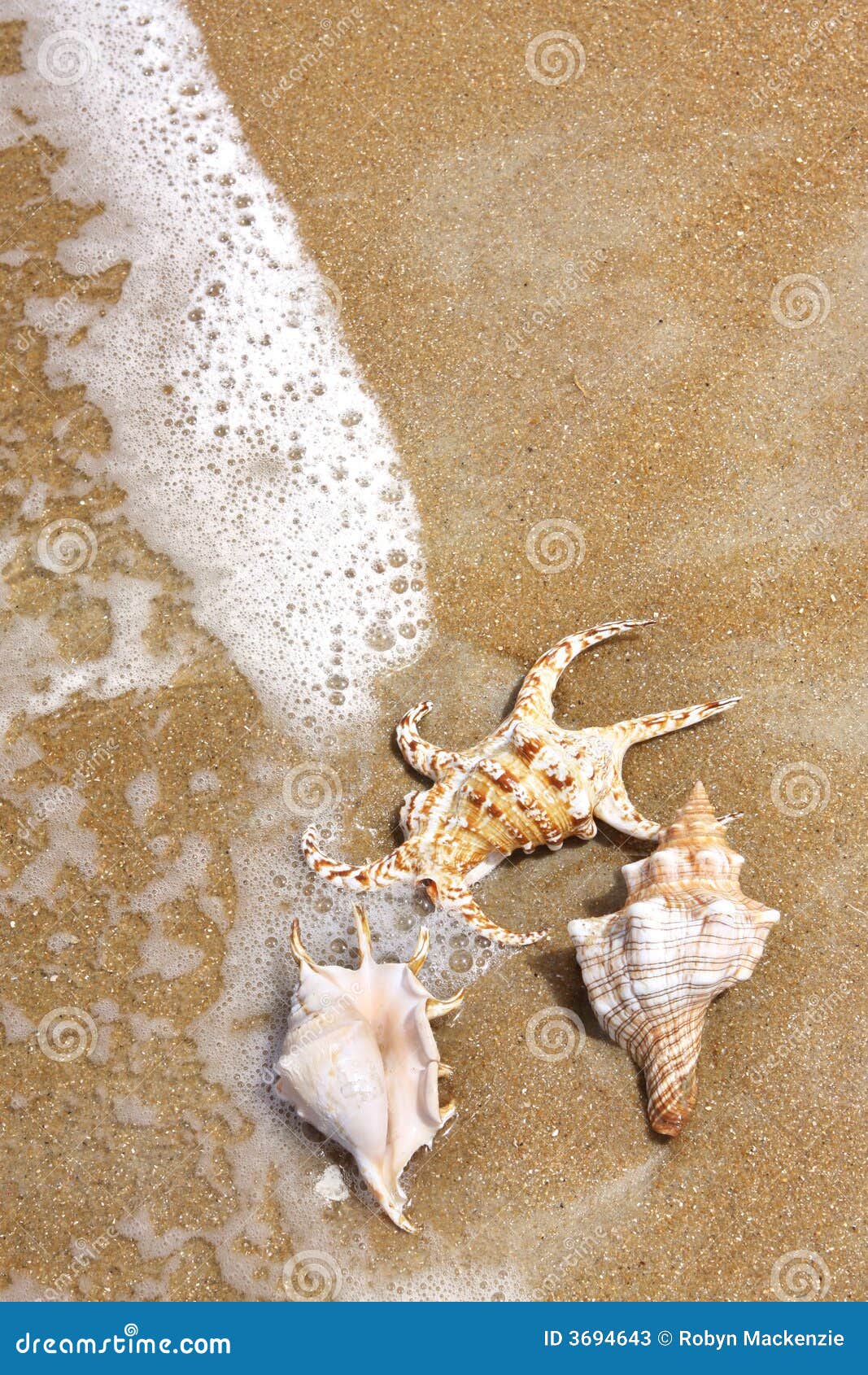Seashells on the Seashore stock image. Image of beach - 3694643