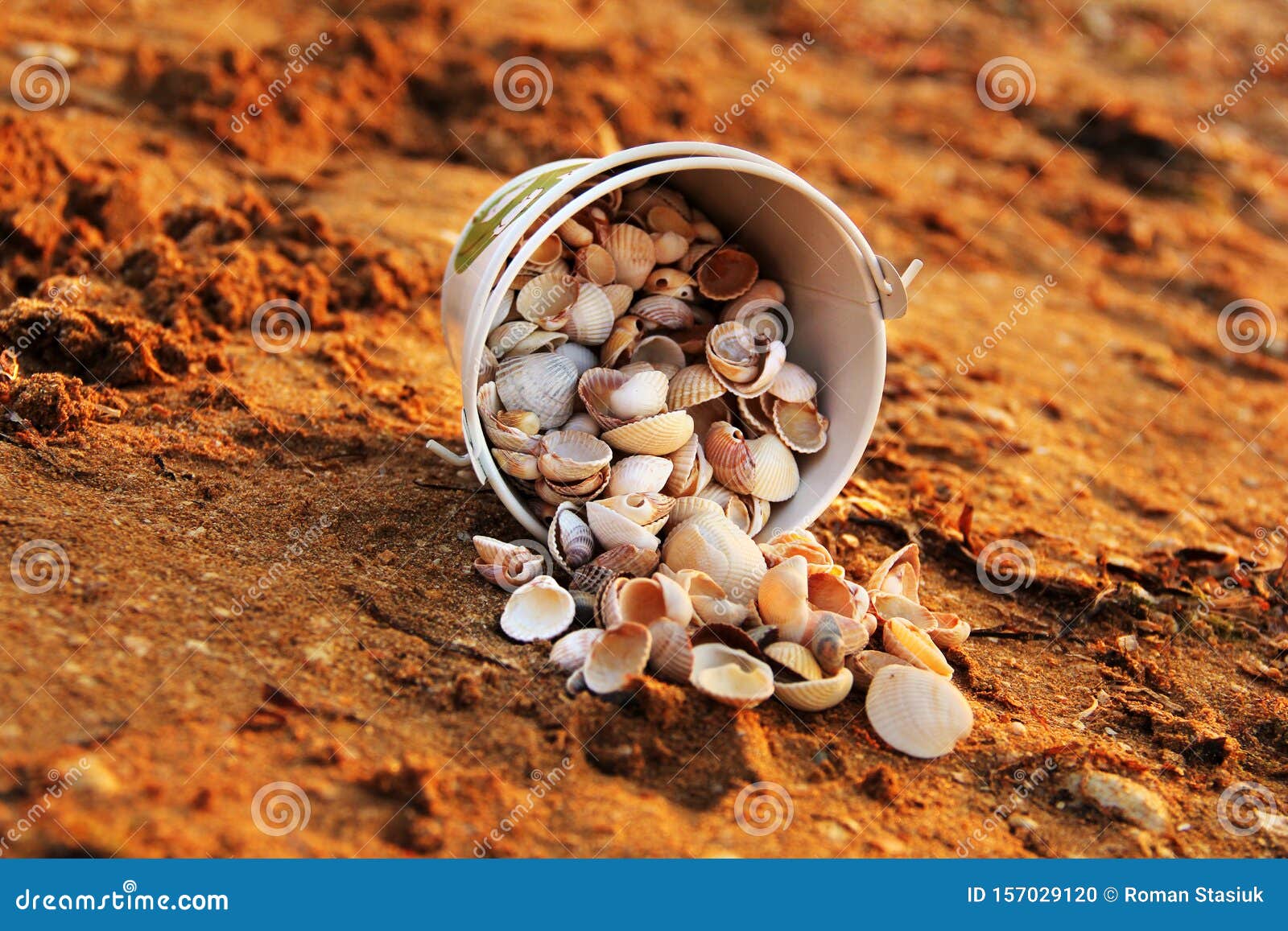 Seashells on the Seashore. Seashells in a Bucket Stock Photo - Image of ...