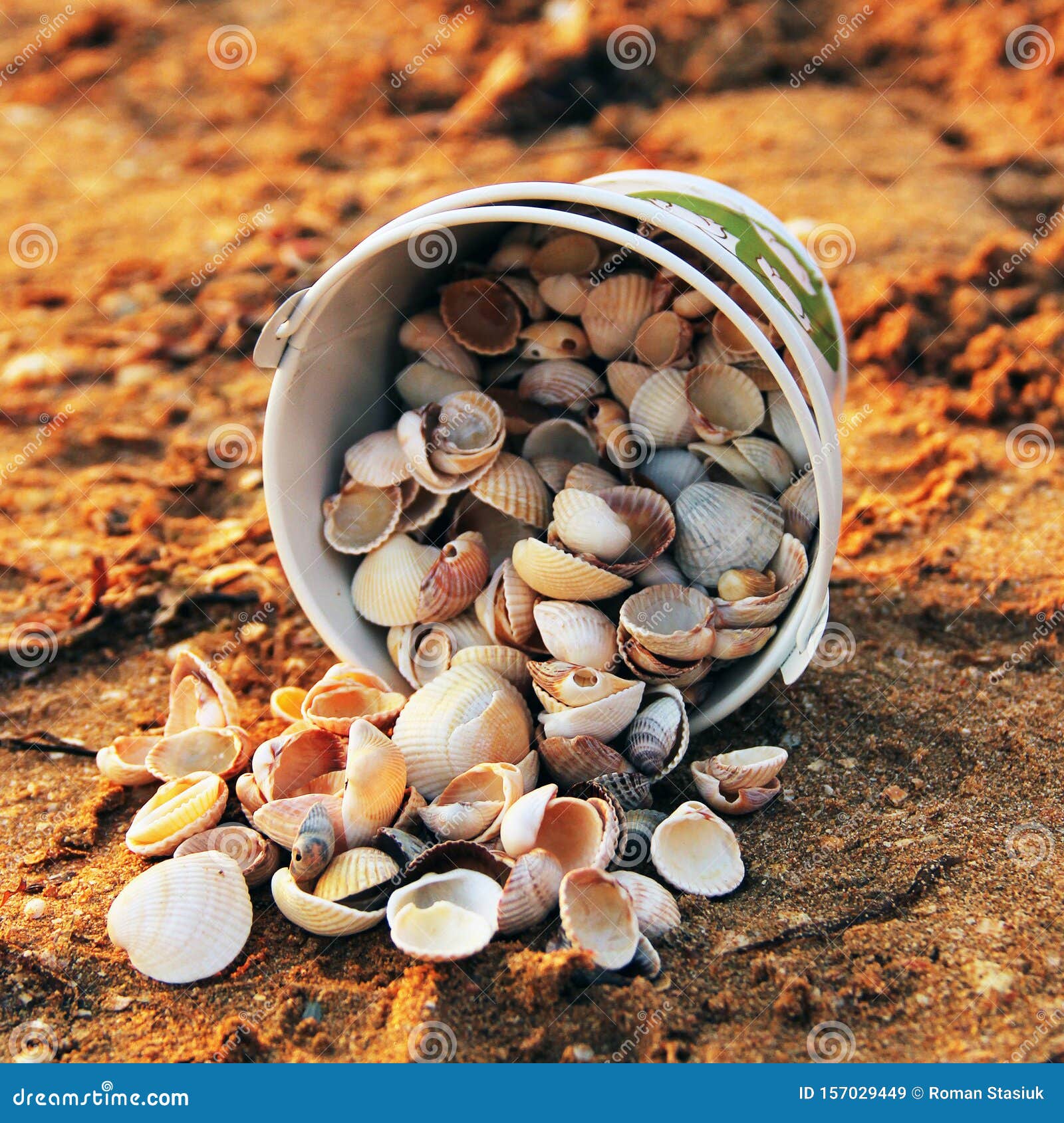Seashells on the Seashore. Seashells in a Bucket Stock Image - Image of ...