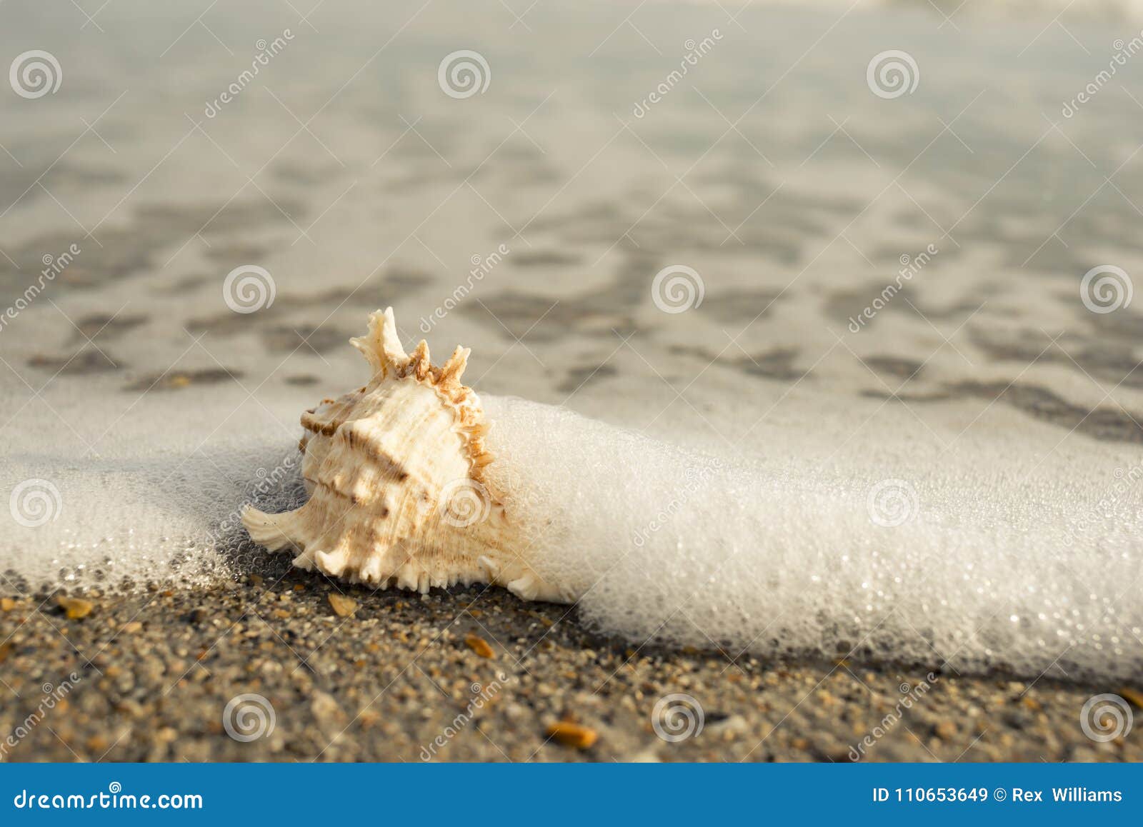 Seashell on the Seashore with Wave and Sand Stock Image - Image of ...