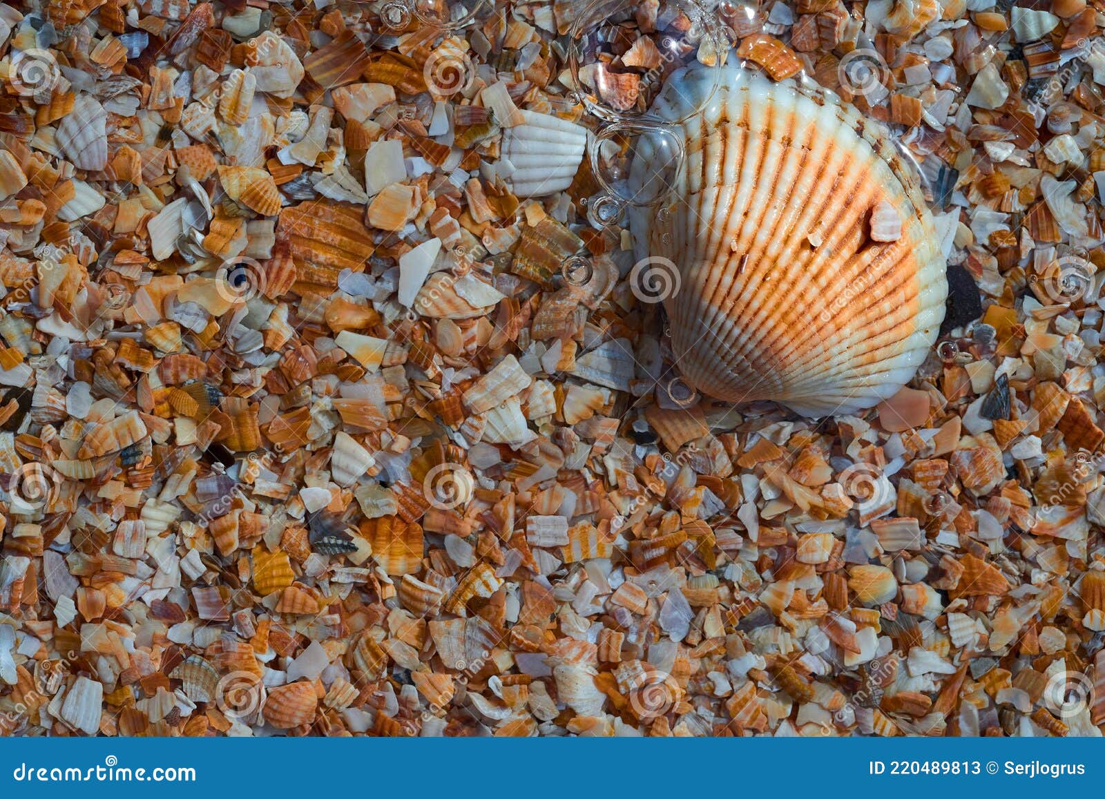 Seashells by the seashore stock image. Image of context - 220489813
