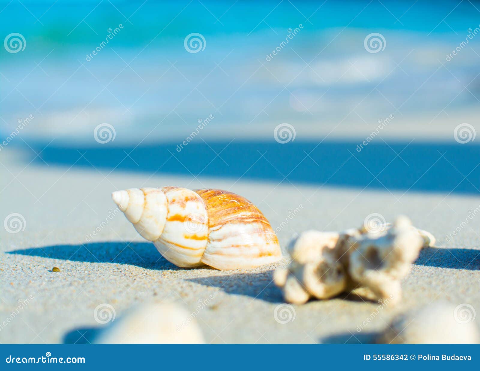 Seashells on the seashore stock photo. Image of lagoon - 55586342