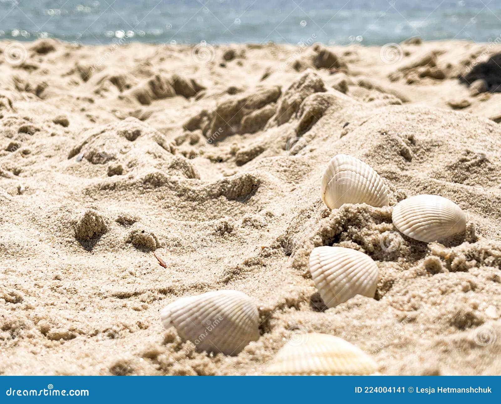 Seashells on the seashore stock image. Image of closeup - 224004141