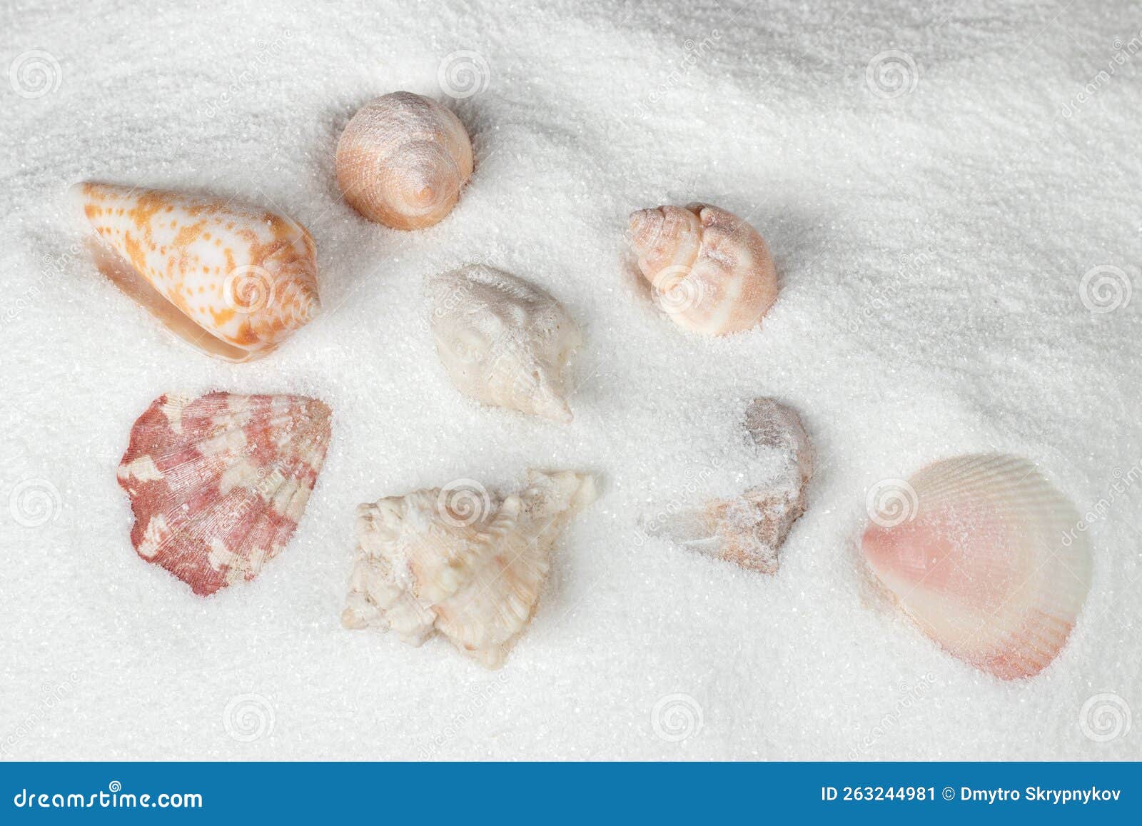 Seashells on the Seashore and Summer Beach Stock Image - Image of copy ...
