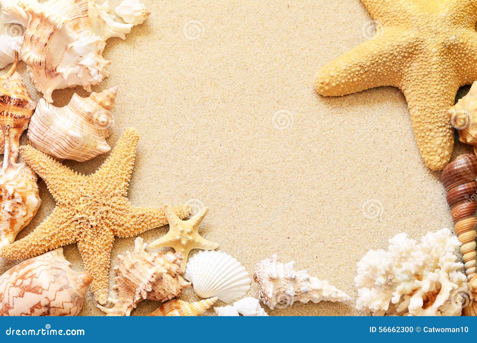 Seashells on Seashore in Tropical Beach Stock Photo - Image of ...