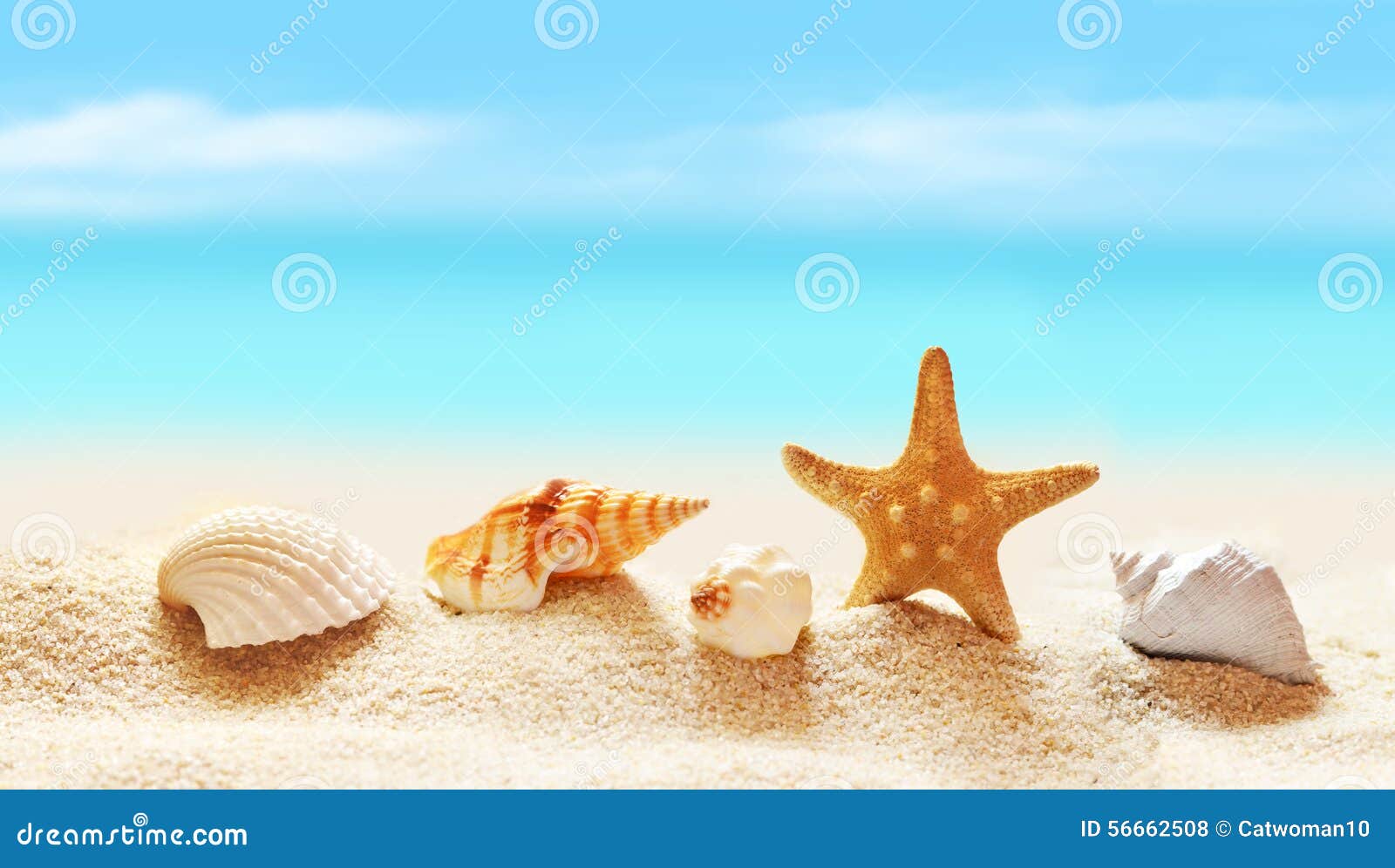 Seashore Seashells