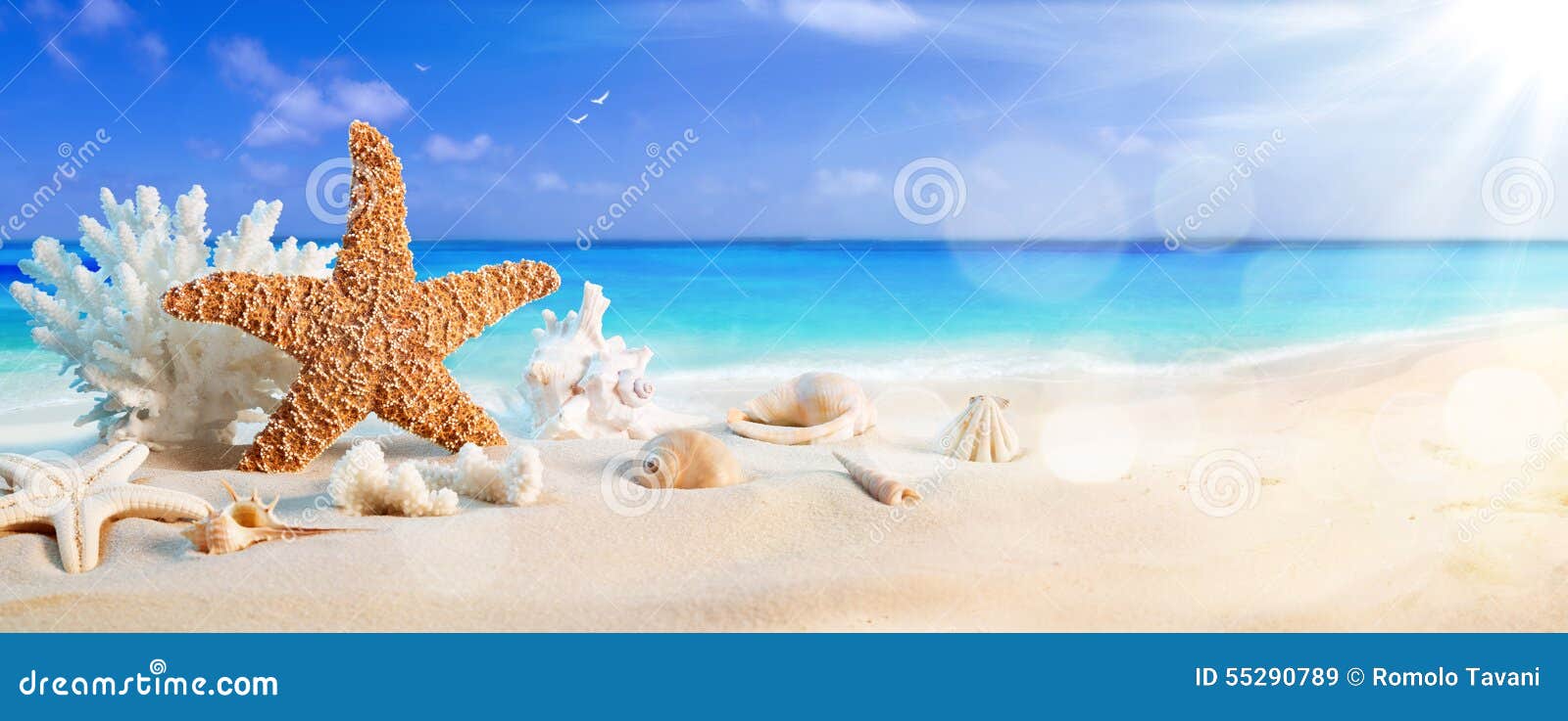 Seashells on Seashore in Tropical Beach Stock Image - Image of paradise ...