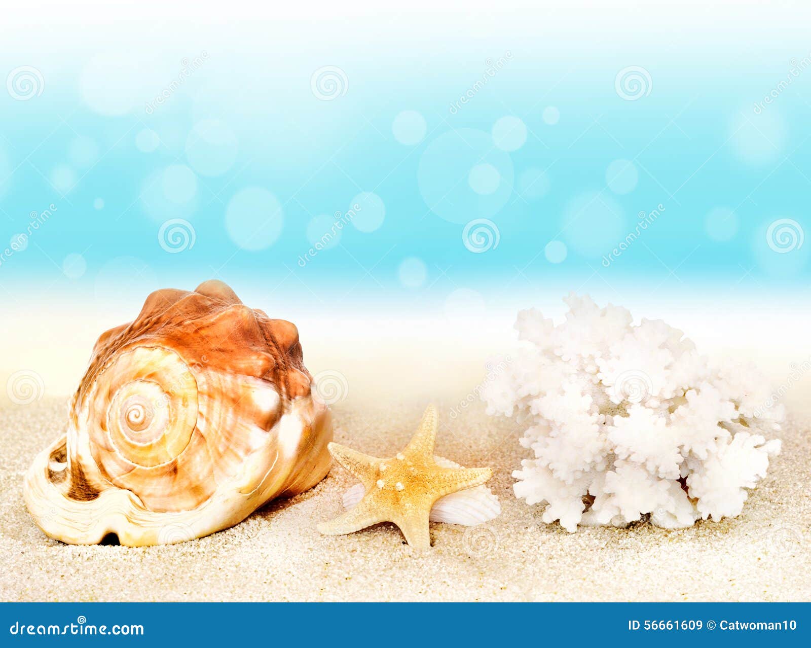 Seashells on Seashore in Tropical Beach Stock Image - Image of colorful ...