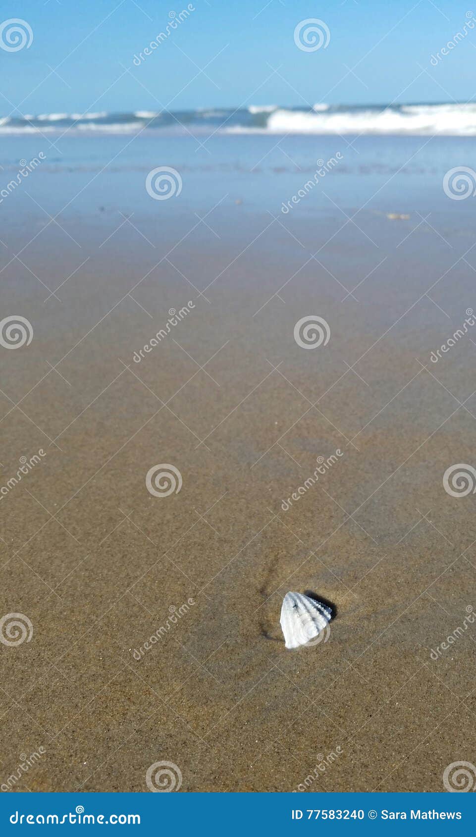 Seashells by the seashore stock photo. Image of seashells - 77583240