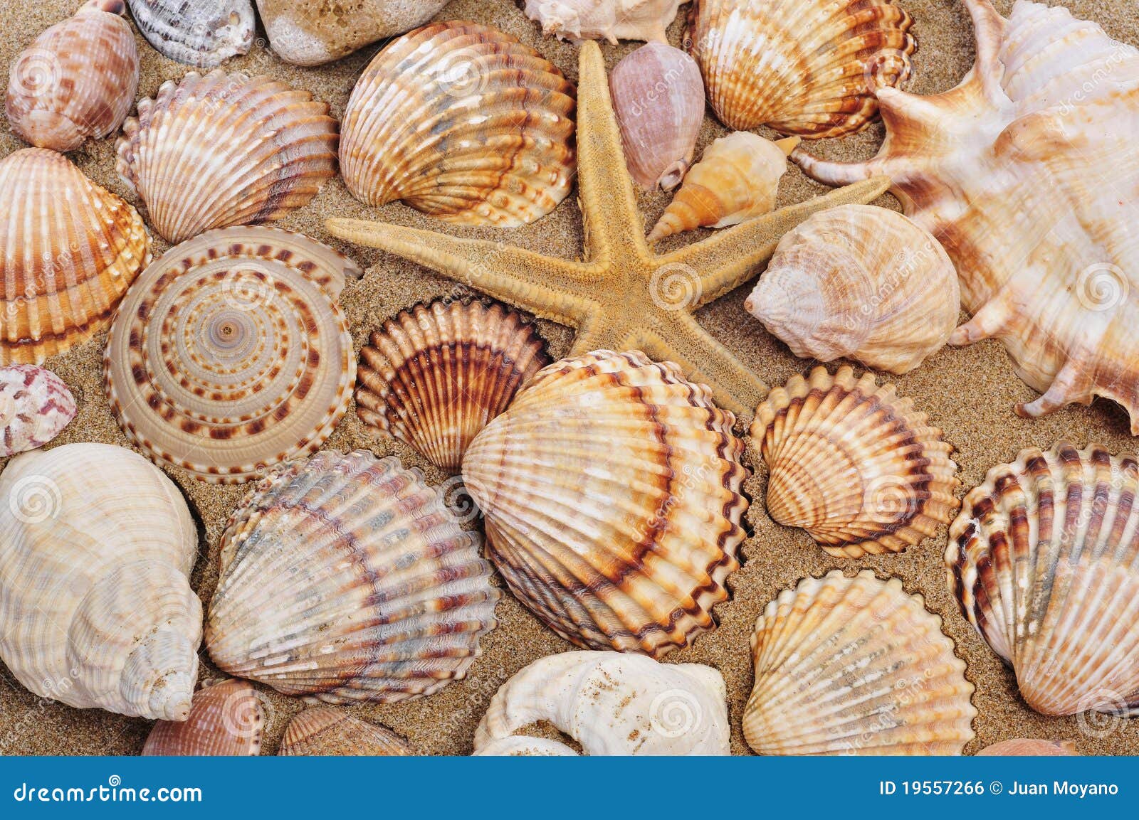 Seashells and Seastar on the Sand Stock Photo - Image of seashell, sand ...