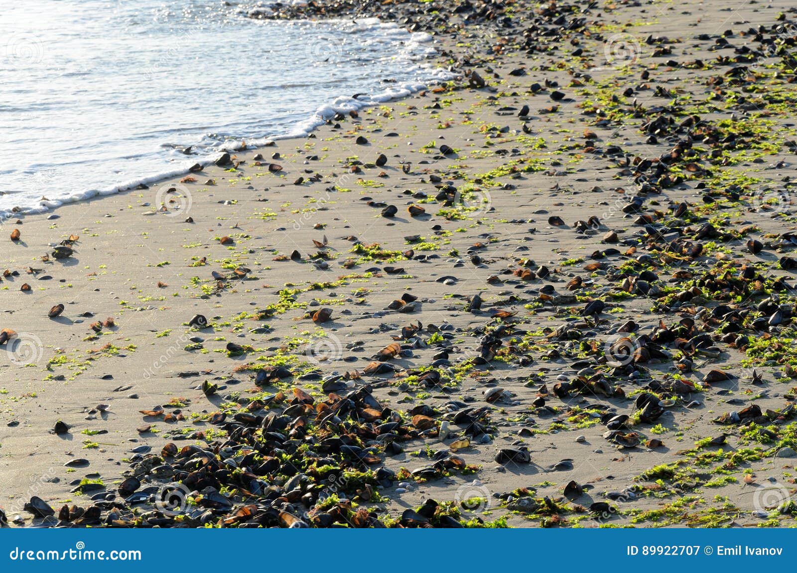 Seashells and Seaweeds on the Beach Stock Image - Image of close ...