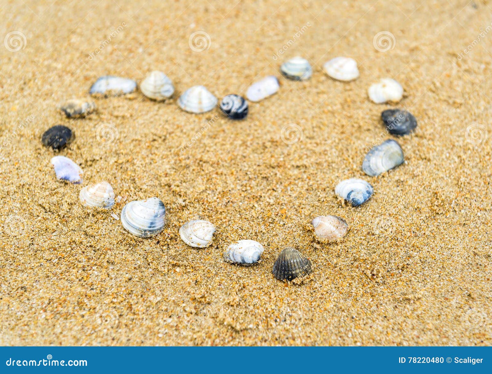Seashells in the Shape of a Heart Stock Photo - Image of nature ...