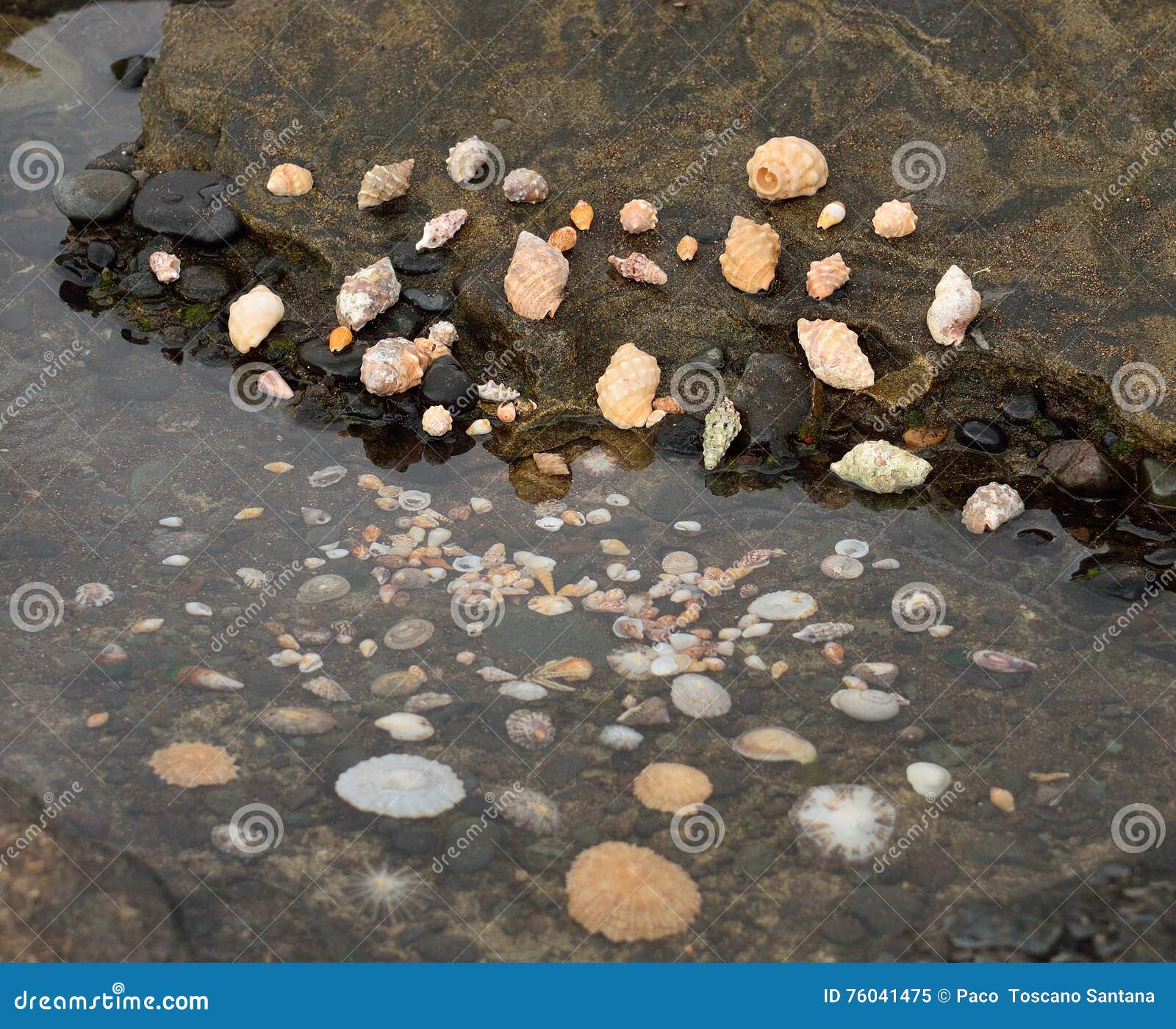 Seashells on the shore stock image. Image of rocks, gastropoda - 76041475