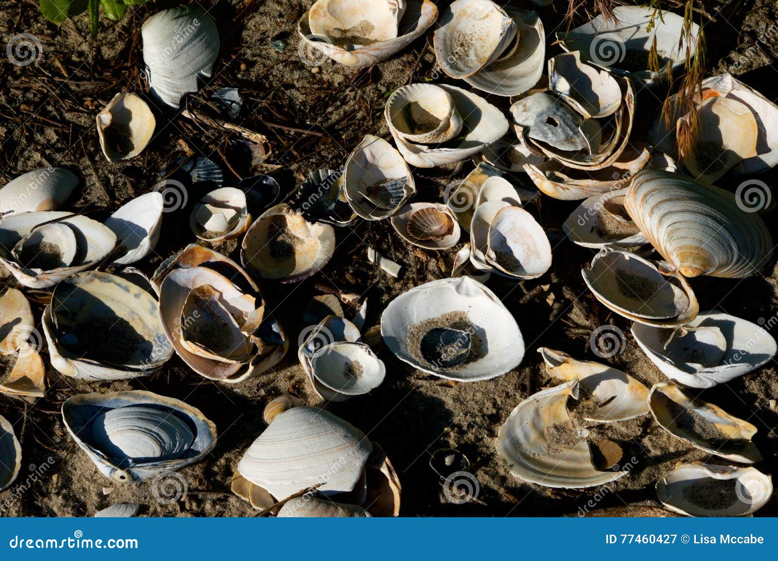 Seashells on the Shore stock image. Image of ocean, jersey - 77460427