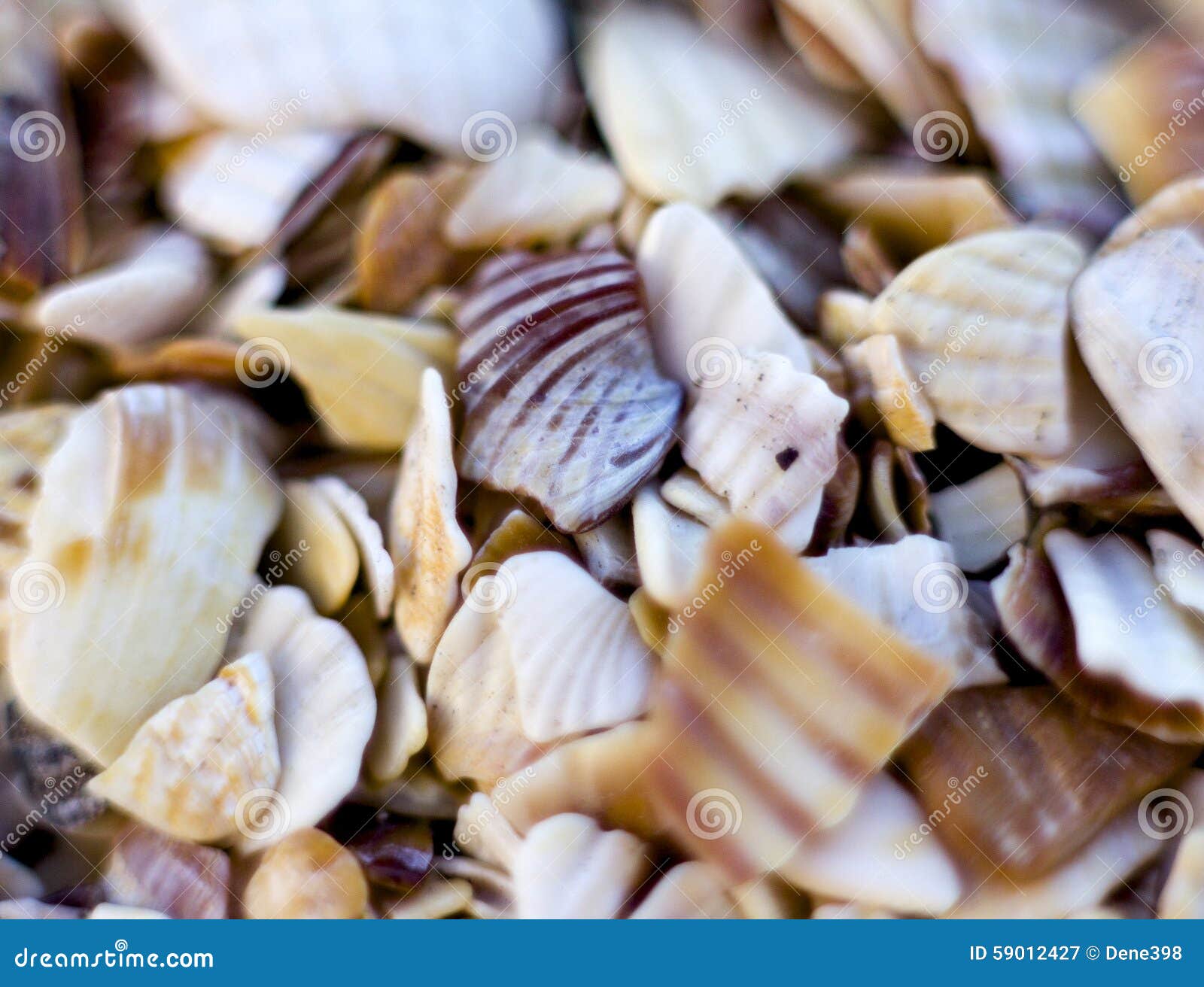 Seashells on the shore stock image. Image of conch, natural - 59012427