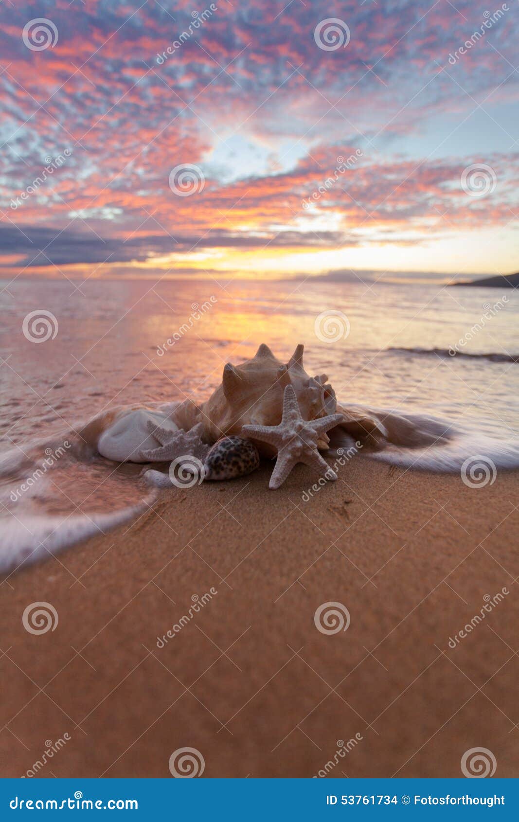 Seashells on the shore stock photo. Image of conch, relaxation - 53761734