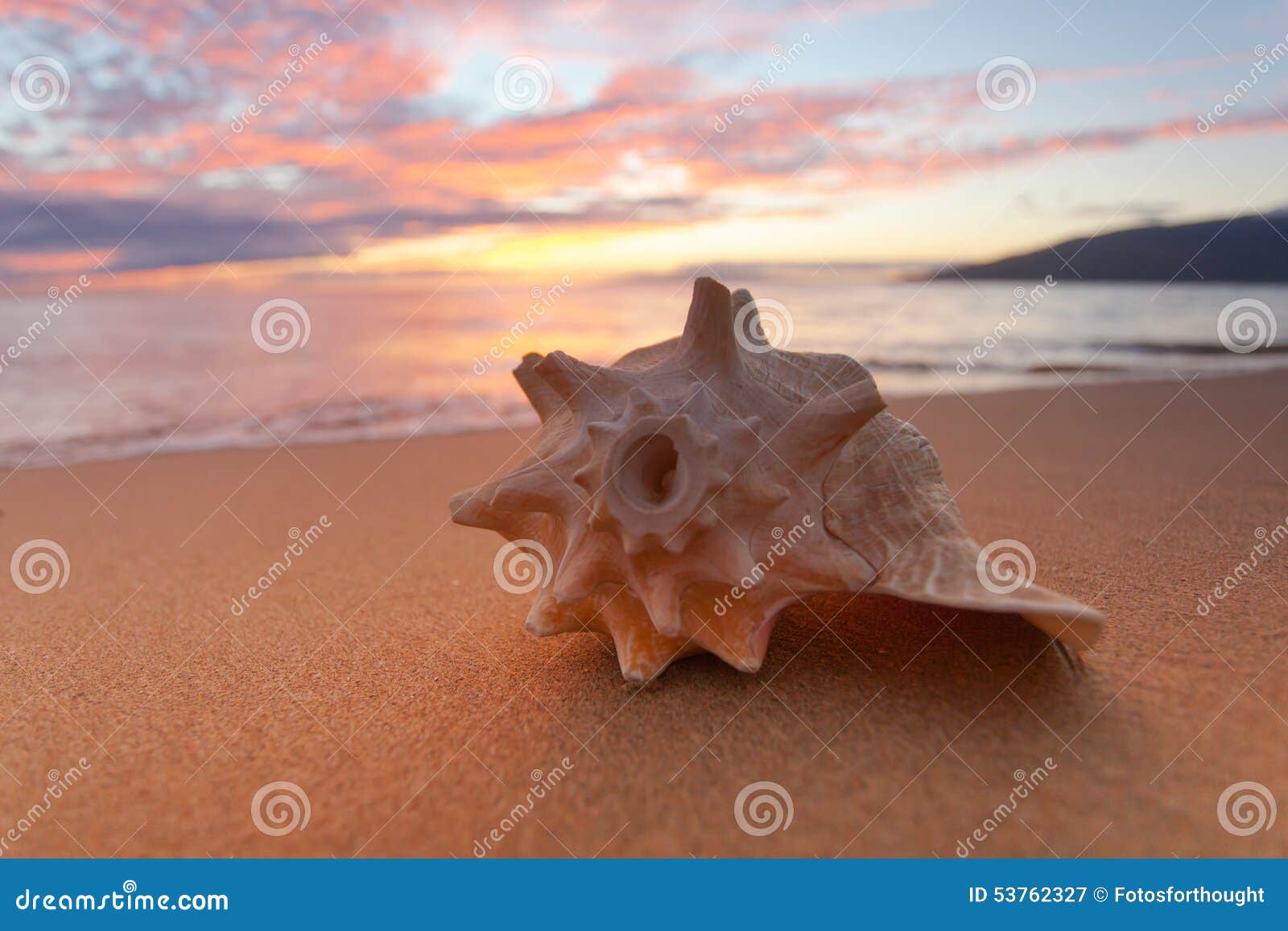 Seashells on the shore stock image. Image of landscape - 53762327