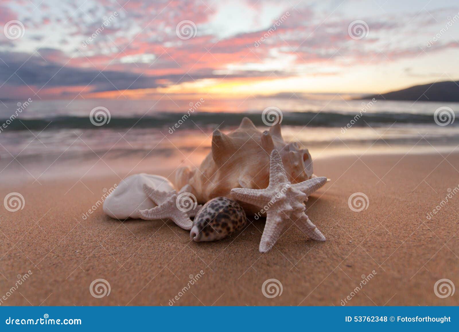 Seashells on the shore stock photo. Image of seashell - 53762348