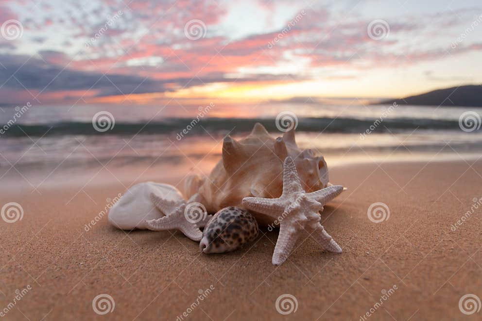 Seashells on the shore stock photo. Image of seashell - 53762348