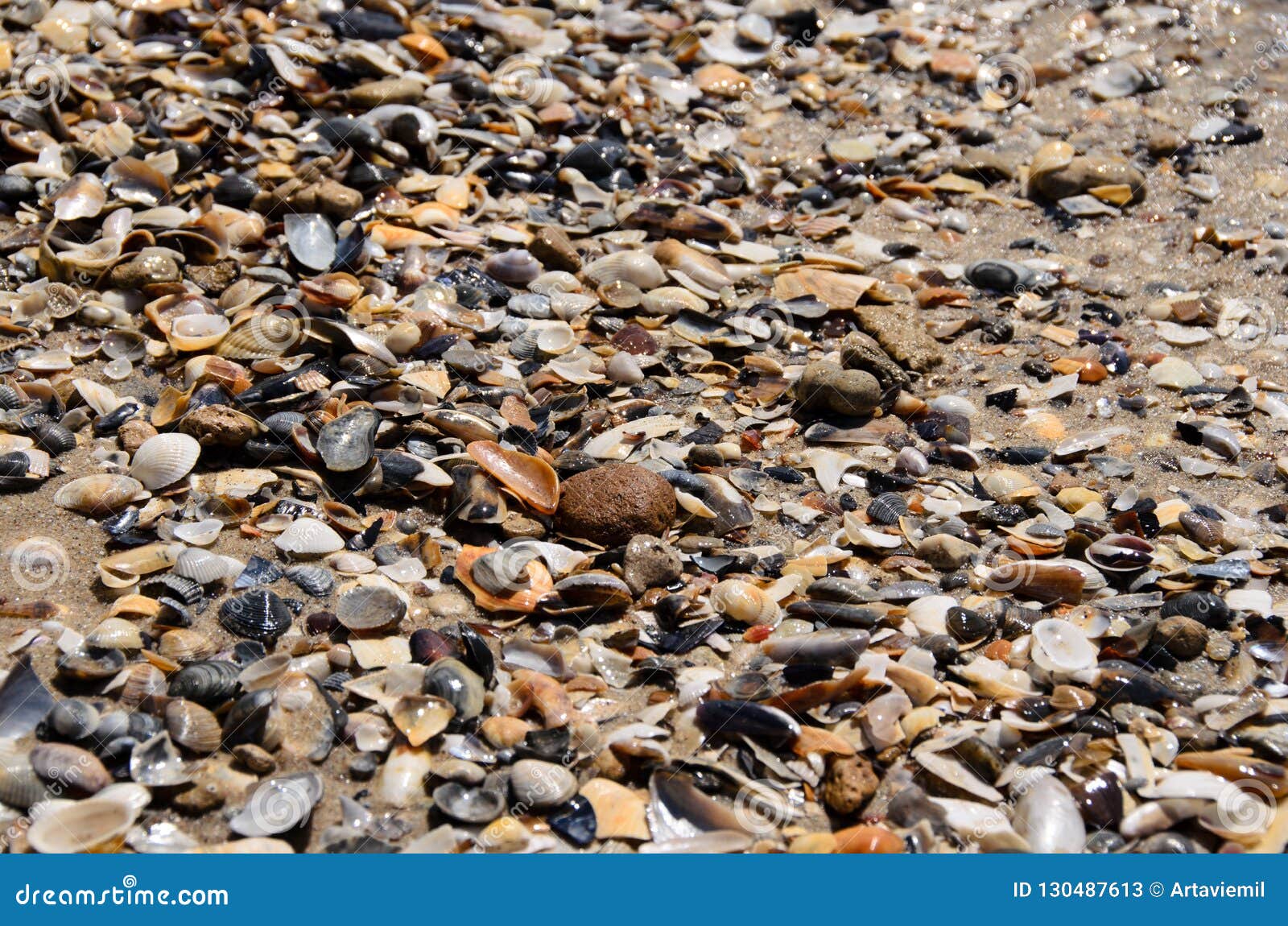 Seashells on the shore stock image. Image of sand, shellfish - 130487613