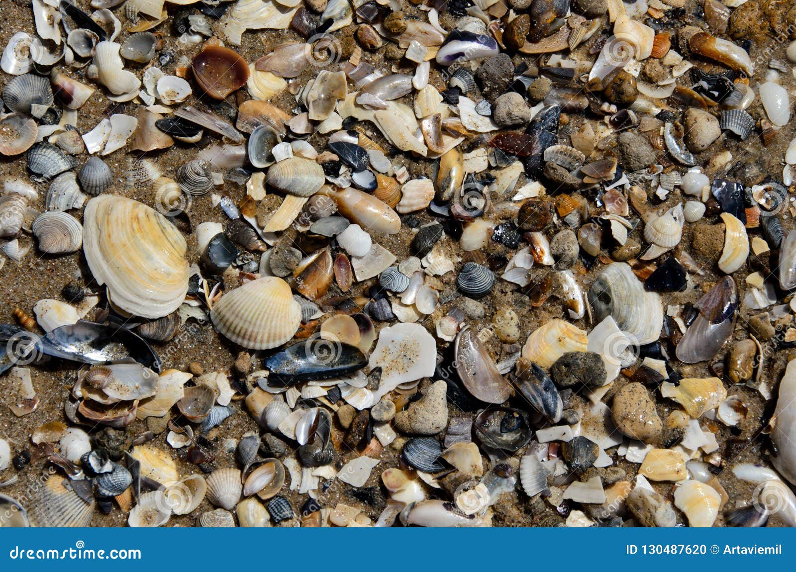 Seashells on the shore stock photo. Image of wash, shore - 130487620