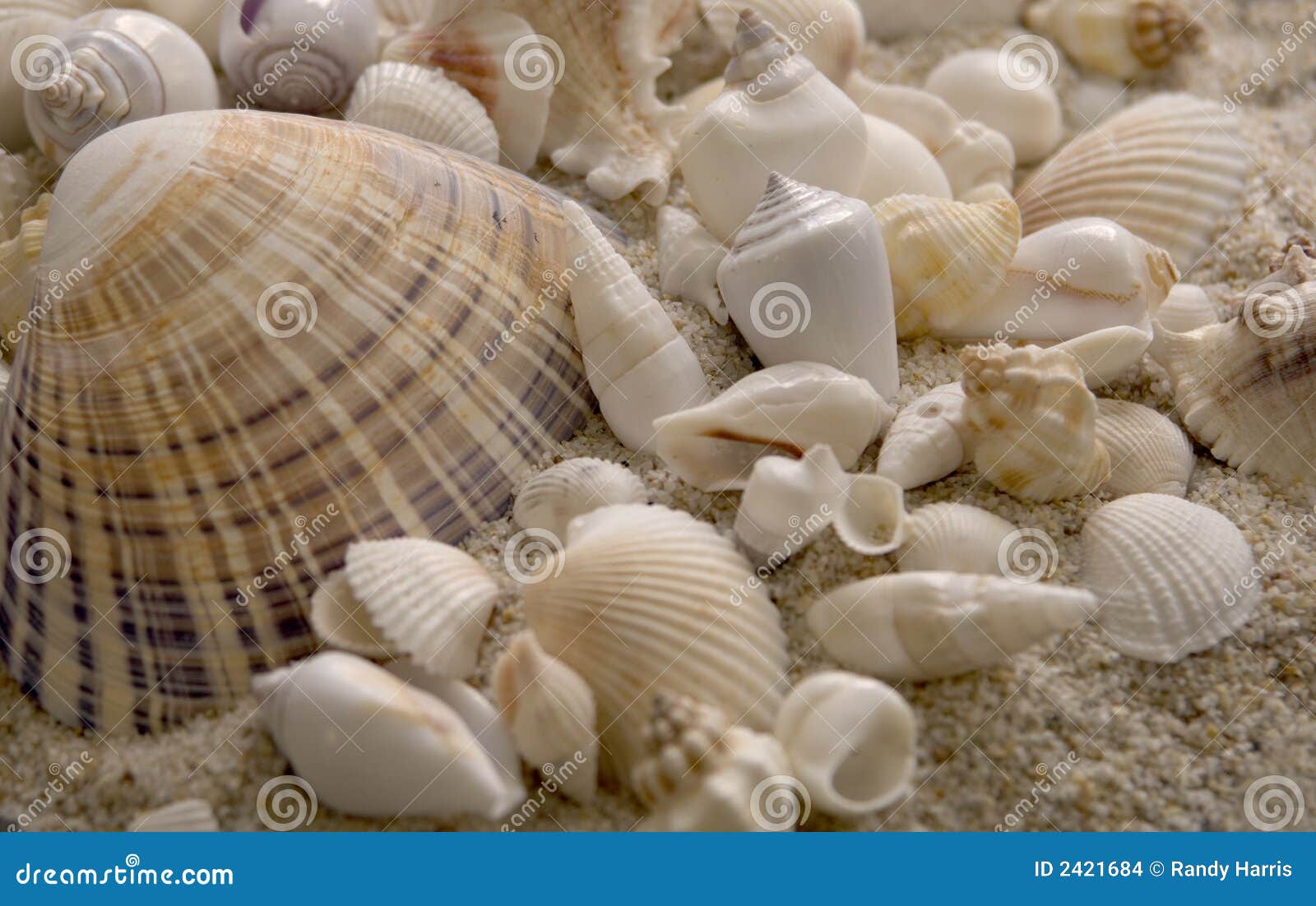 Seashells sitting in sand stock photo. Image of ocean - 2421684
