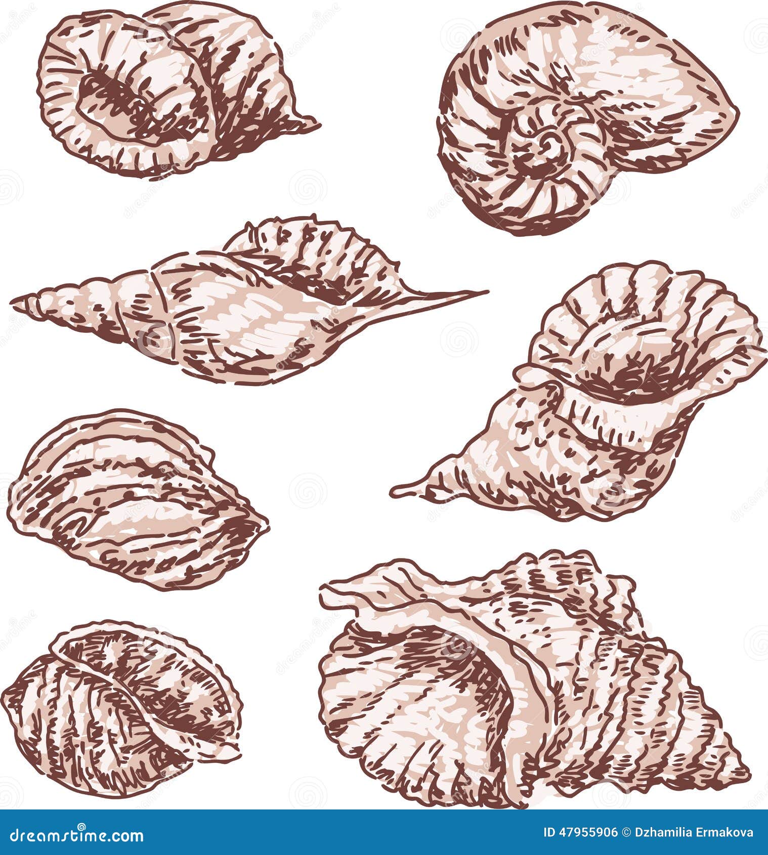Seashells sketches stock vector. Illustration of animal - 47955906