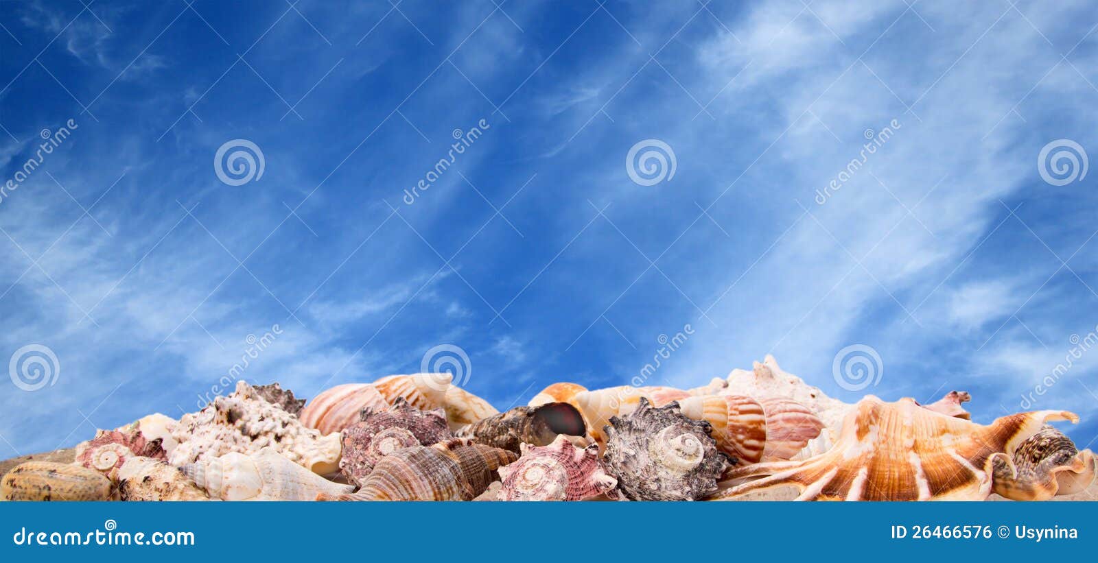 Seashells on Sky Background Stock Photo - Image of beach, blue: 26466576