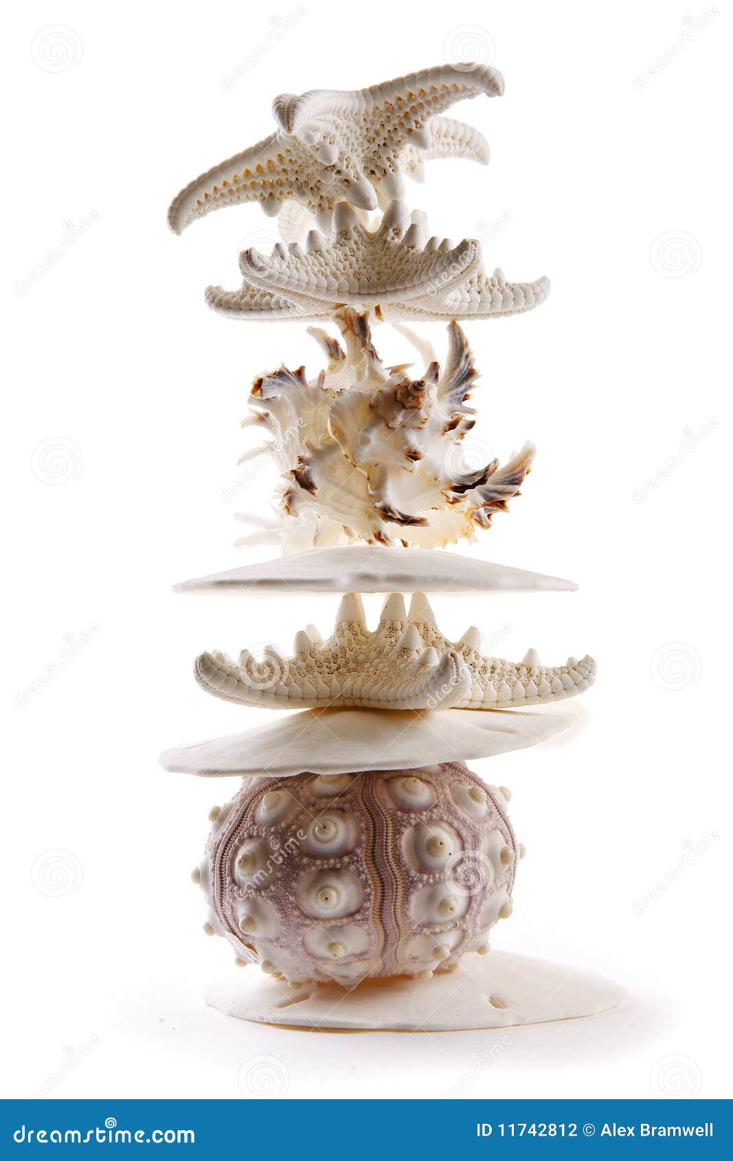 Seashells in a Stack stock photo. Image of pile, sand - 11742812