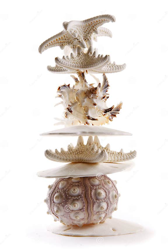 Seashells in a Stack stock photo. Image of pile, sand - 11742812
