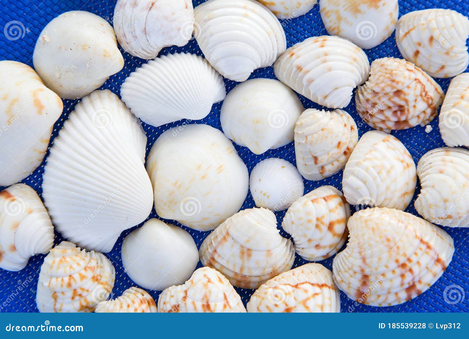 Seashells are Stacked Side by Side. Stock Photo - Image of shellfish ...