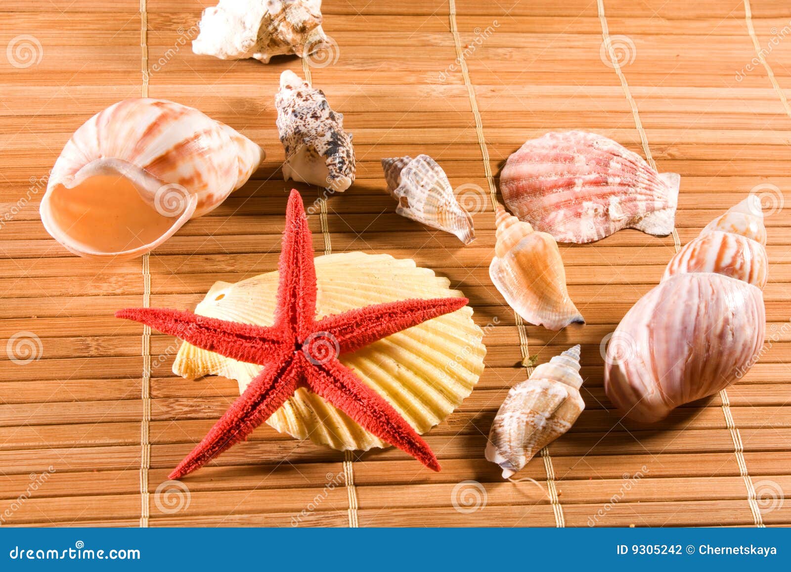Seashells and star stock photo. Image of brown, straws - 9305242