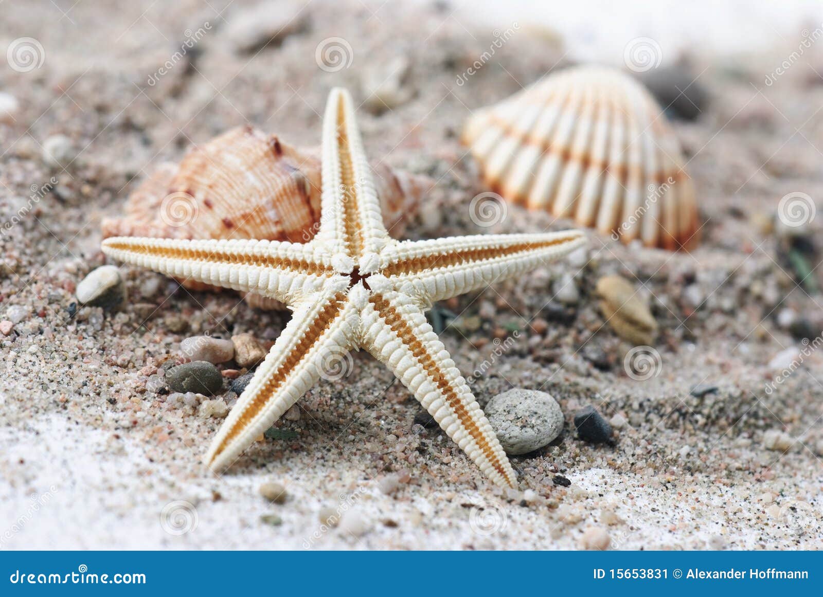 Seashells and a starfish stock image. Image of beauty - 15653831