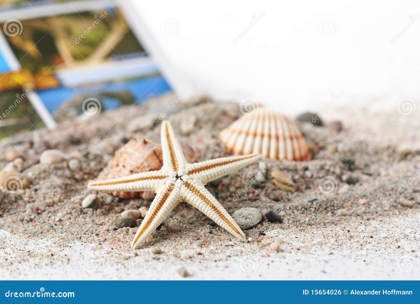 Seashells and a starfish stock photo. Image of ocean - 15654026