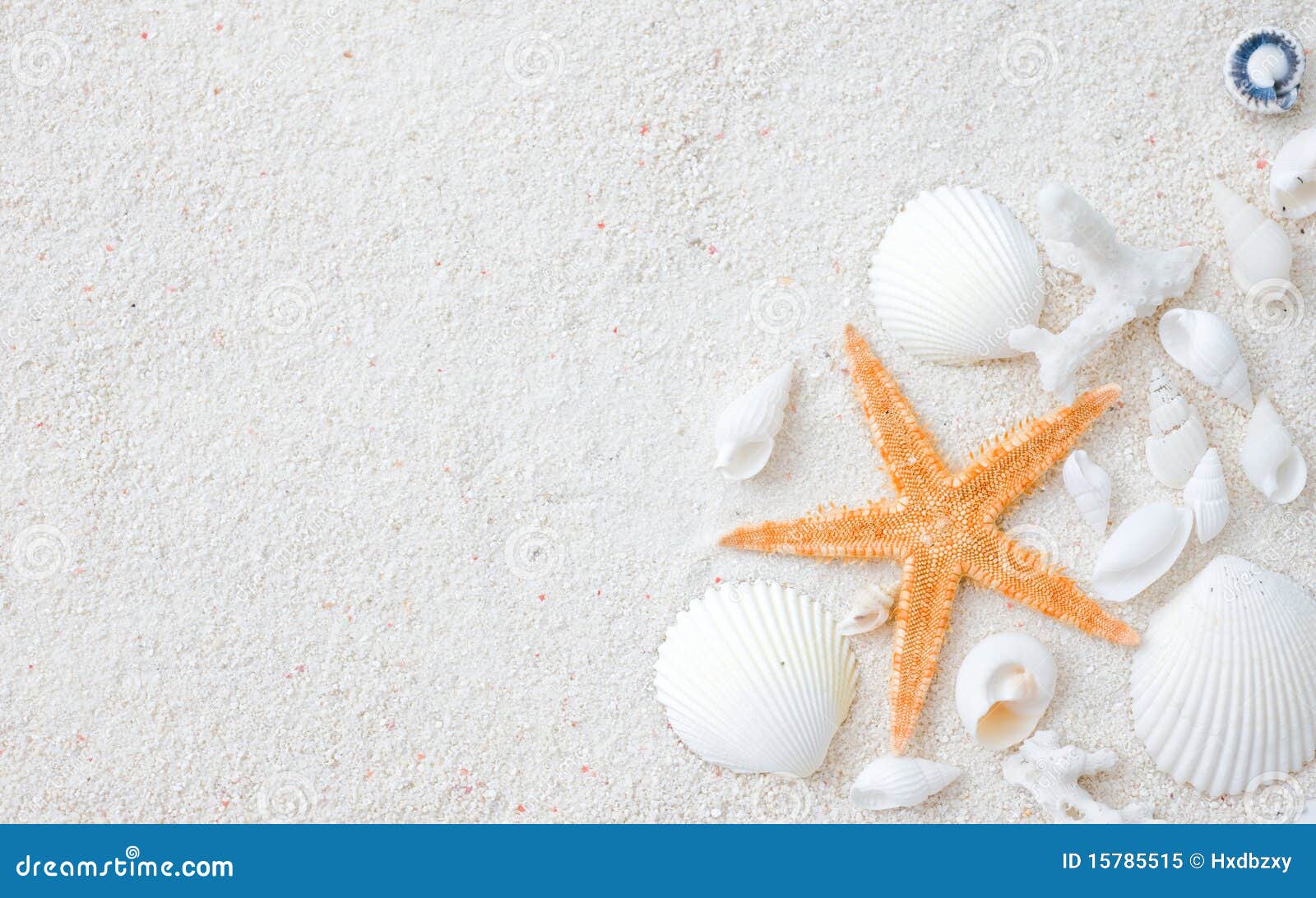Seashells and starfish stock image. Image of coast, nature - 15785515