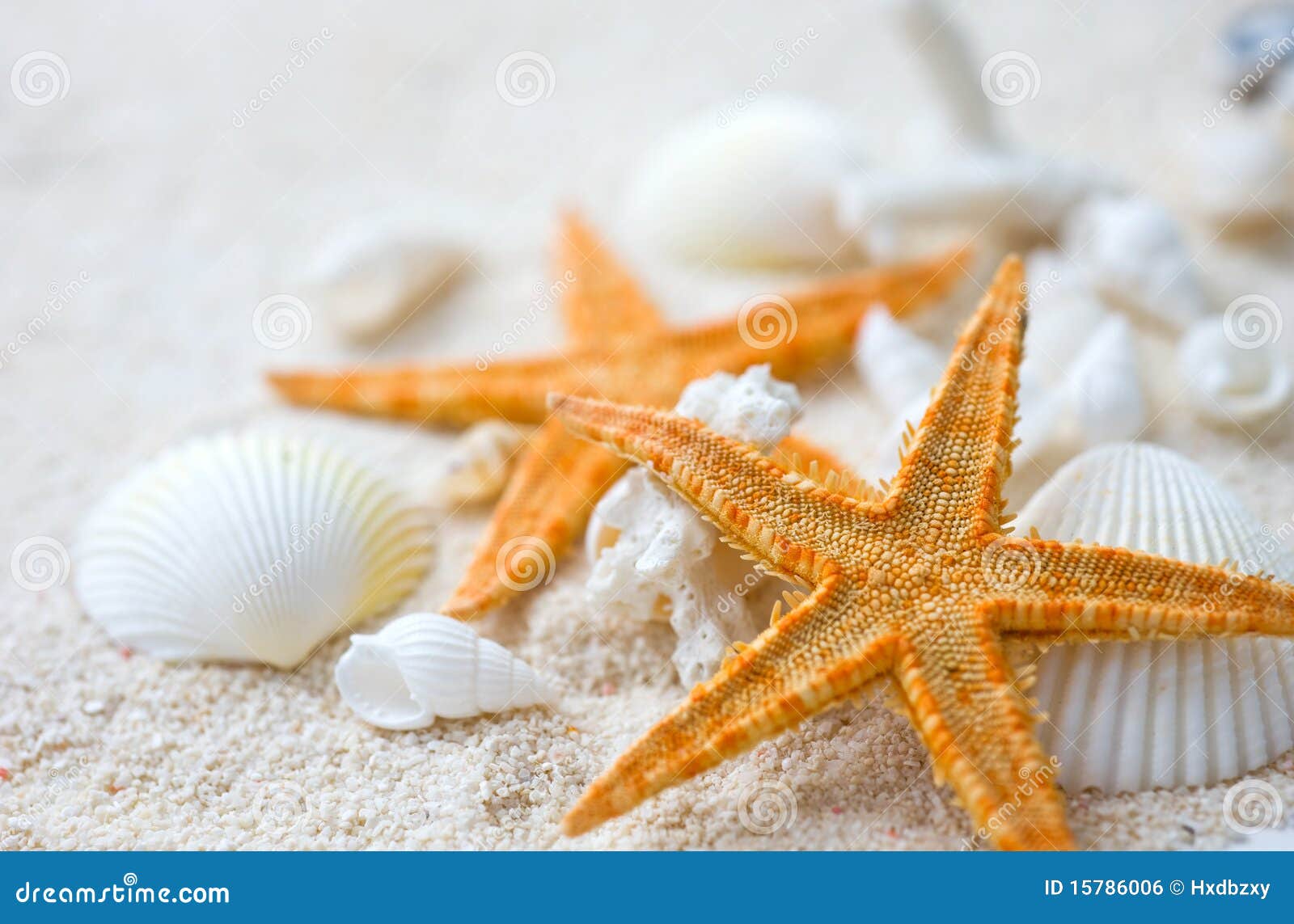 Seashells And Starfish Royalty Free Stock Image - Image: 15786006