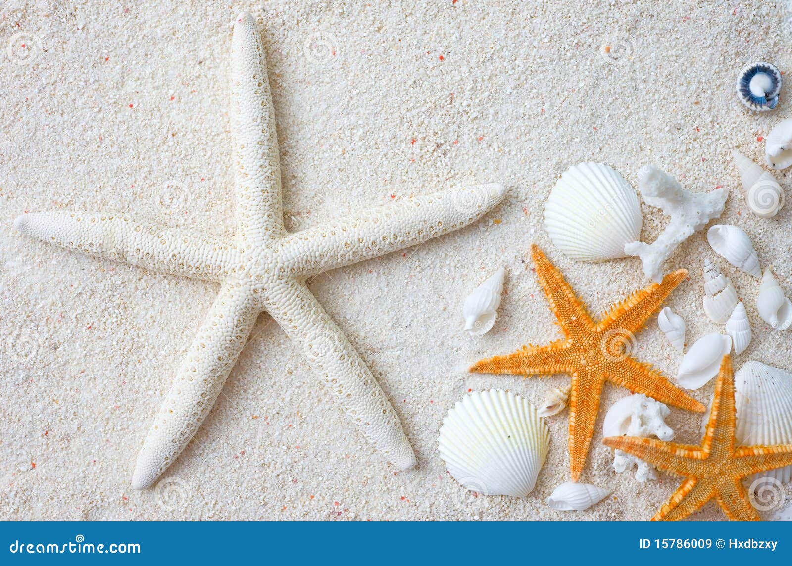 Seashells and starfish stock image. Image of outdoor - 15786009