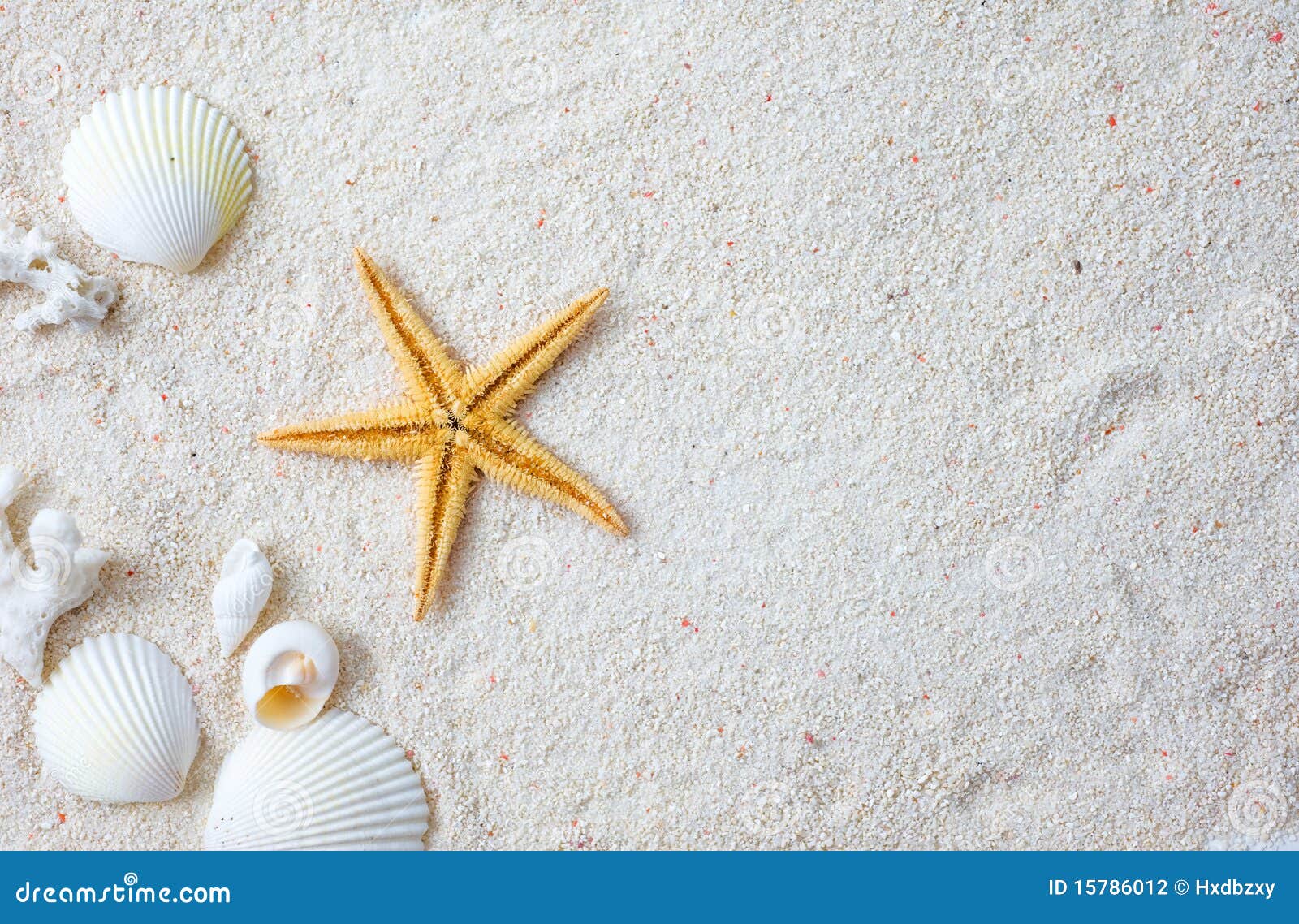 Seashells and starfish stock photo. Image of ocean, card - 15786012