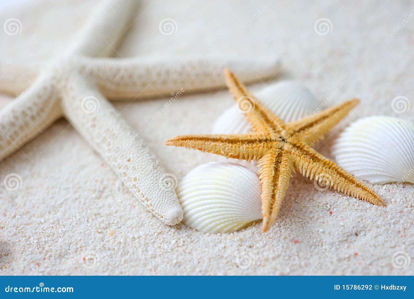 Seashells and starfish stock photo. Image of shell, ocean - 15786292