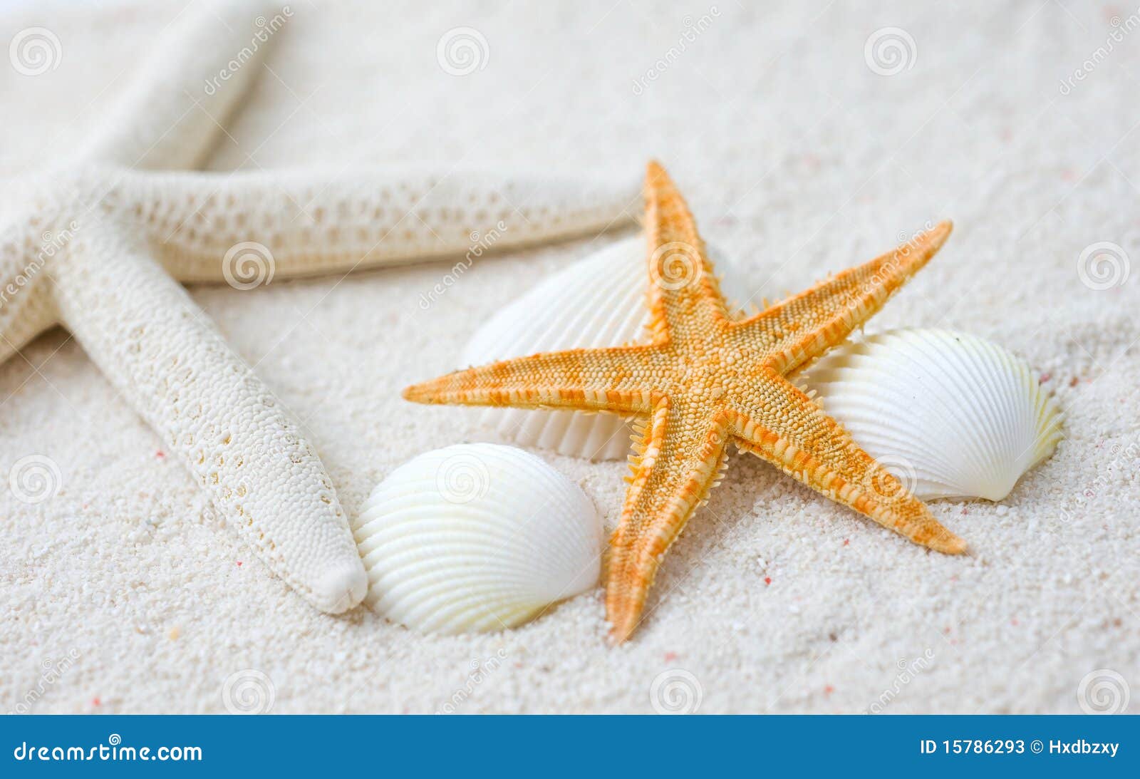 Seashells And Starfish Stock Photos - Image: 15786293