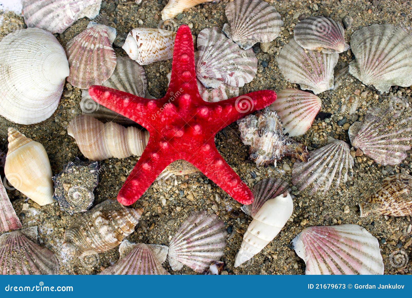 Seashells and starfish stock image. Image of collection - 21679673