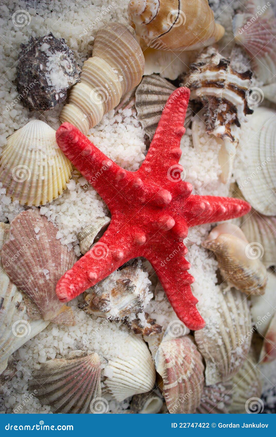 Seashells and starfish stock photo. Image of beauty, closeup - 22747422