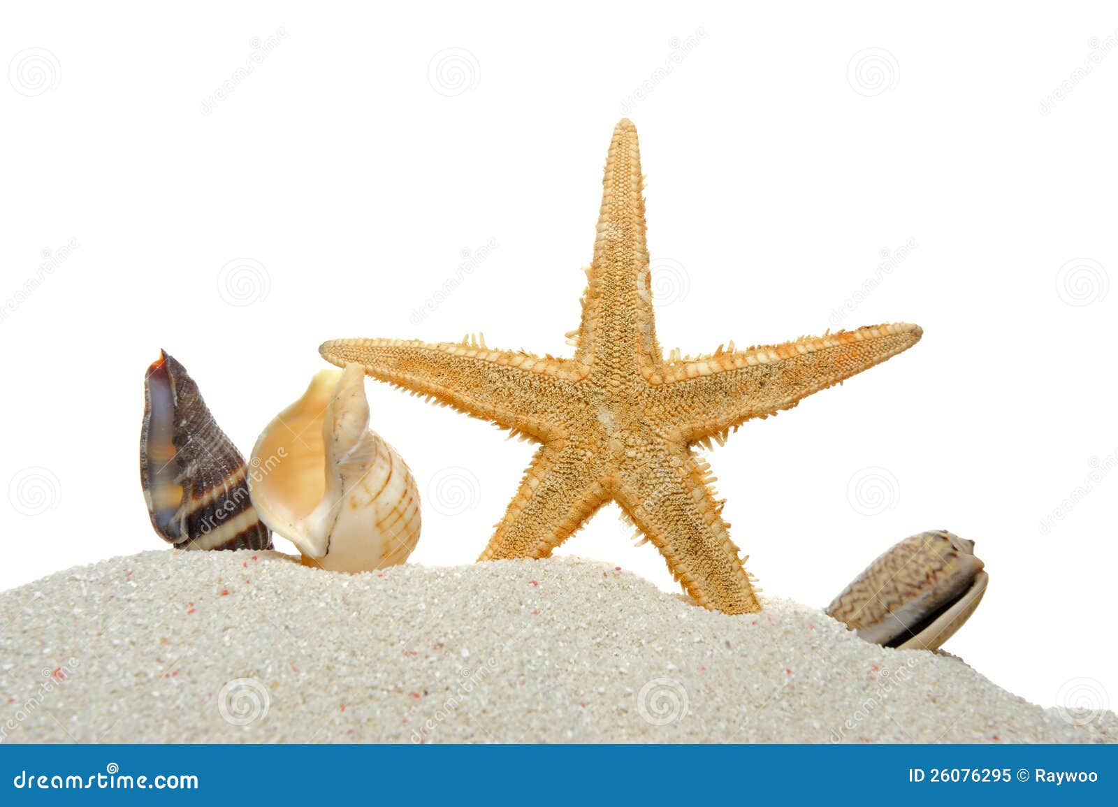 Seashells and starfish stock image. Image of arranged - 26076295